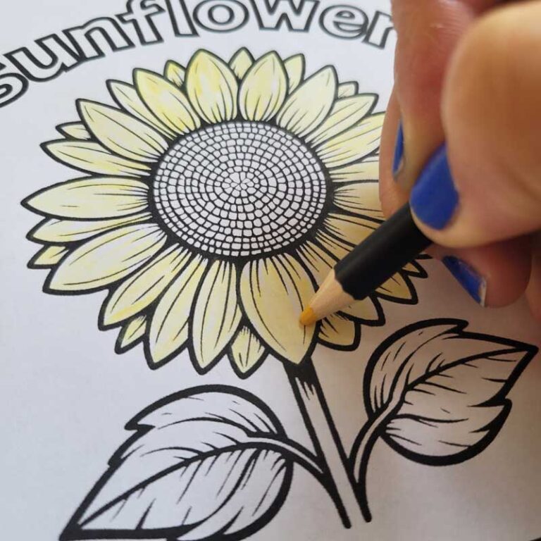How To Color A Sunflower With Colored Pencils - DIY Coloring Artistry
