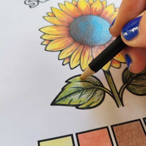 How To Color A Sunflower With Colored Pencils - DIY Coloring Artistry
