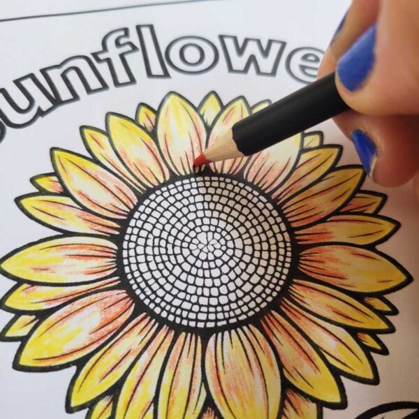 How To Color A Sunflower With Colored Pencils - DIY Coloring Artistry