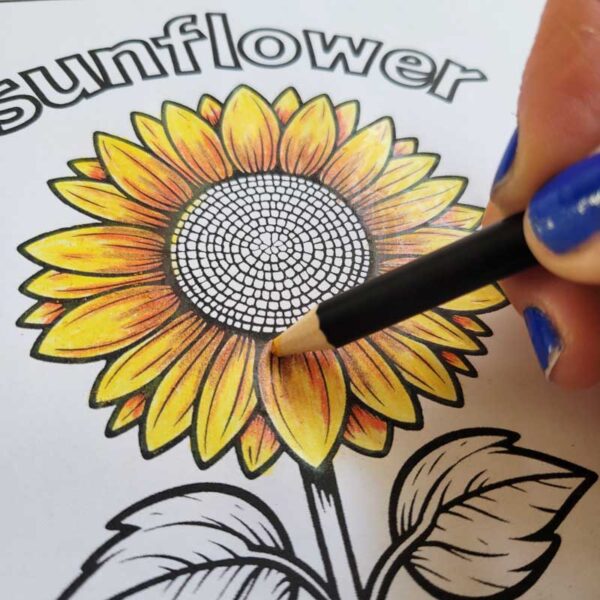 How To Color A Sunflower With Colored Pencils - DIY Coloring Artistry