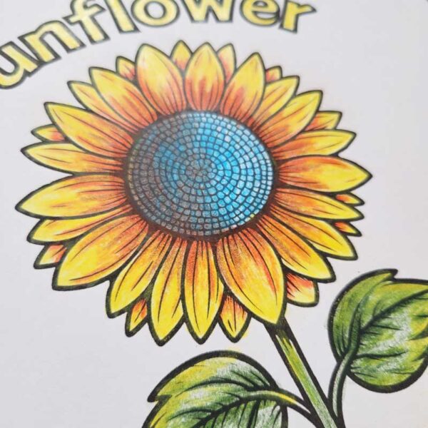 How To Color A Sunflower With Colored Pencils - DIY Coloring Artistry
