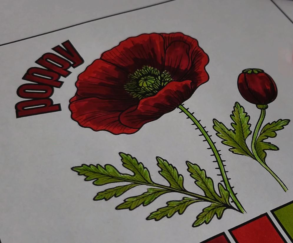 How To Color A Poppy With Alcohol Markers - DIY Coloring Artistry