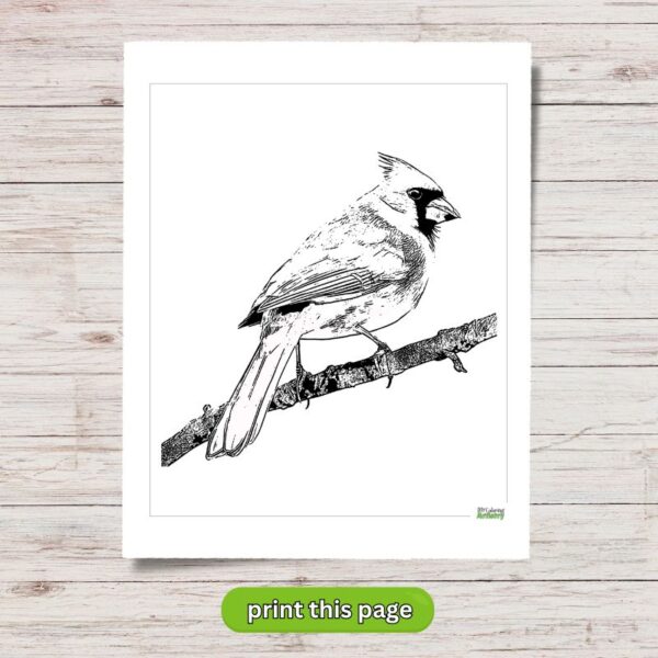 11 Free Red Cardinal Coloring Pages - DIY Coloring Artistry